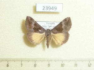 Noctuidae Hypena trigonalis Vietnam - Fareastinsects