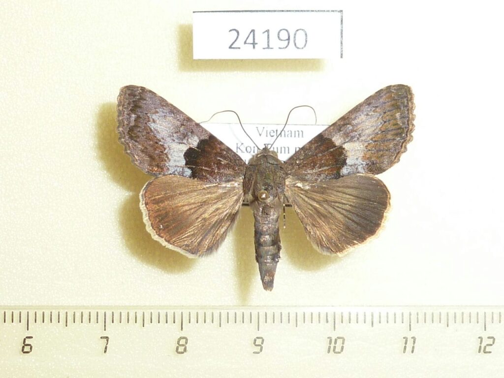 Euteliidae sp. Vietnam - Fareastinsects