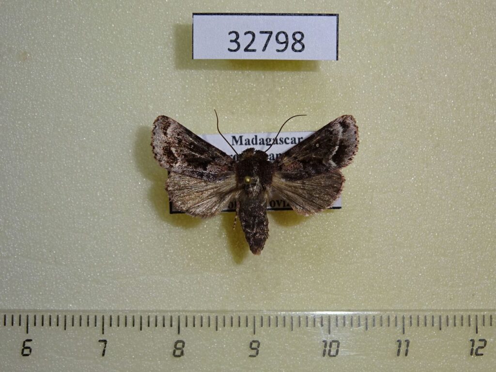 Noctuidae Fletcherea pratti Madagascar - Fareastinsects