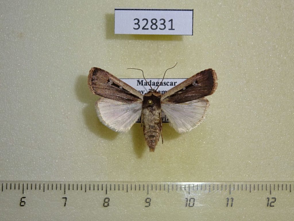 Noctuidae Ochropleura leucogaster f Madagascar - Fareastinsects