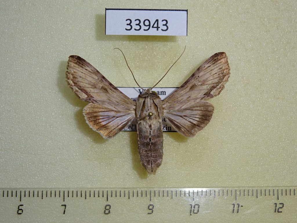 Euteliidae Aegilia sp. sundascribens f Vietnam - Fareastinsects