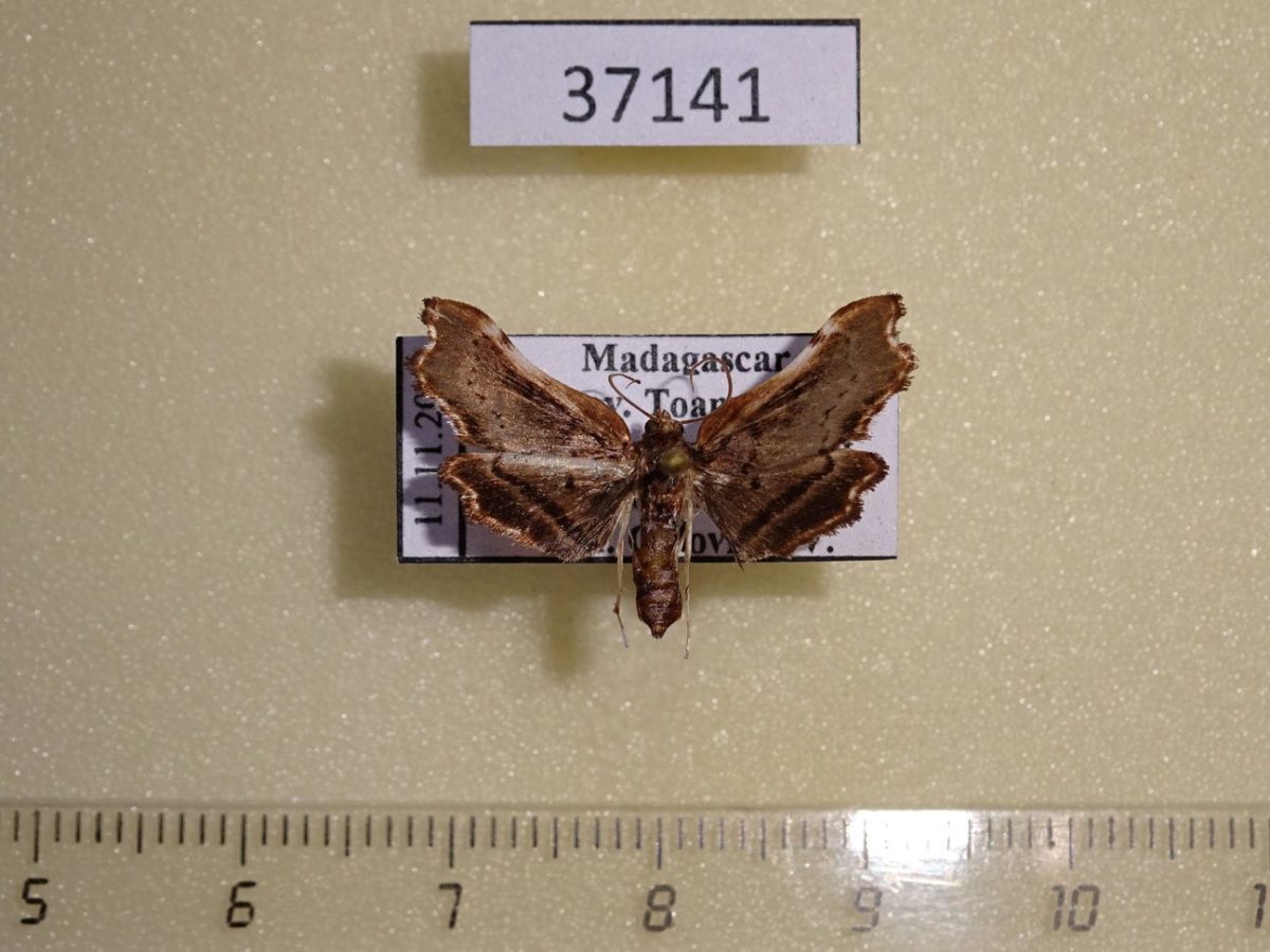 Moth sp. Madagascar - Fareastinsects