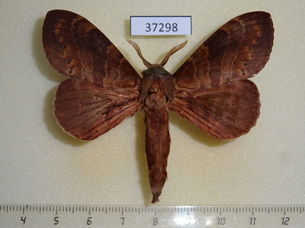 Lasiocampidae Prorifrons tremula Costa Rica - Fareastinsects