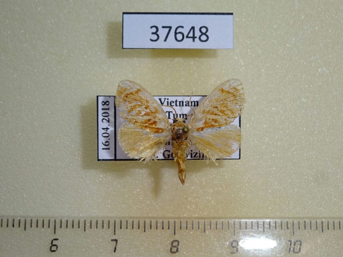 Limacodidae Quasinarosa corusca Vietnam - Fareastinsects