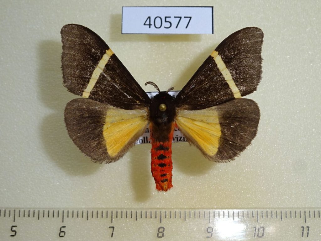Arctiidae Fodinoidea rectifascia Madagascar - Fareastinsects