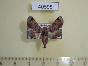 Euteliidae Eutelia occidentalis Madagascar - Fareastinsects