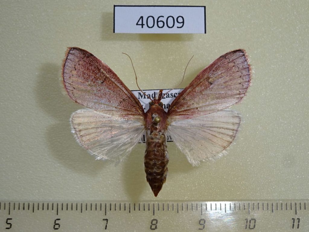 Crambidae Dicepolia marginescriptalis Madagascar - Fareastinsects