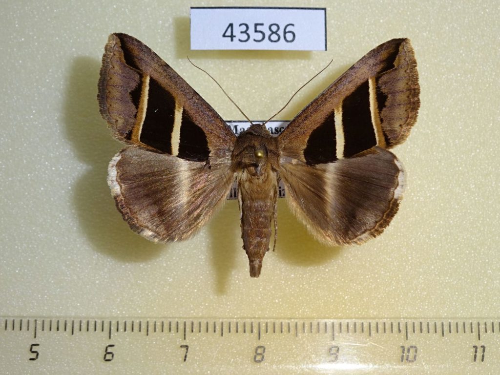 Noctuidae Grammodes bifasciata Madagascar - Fareastinsects