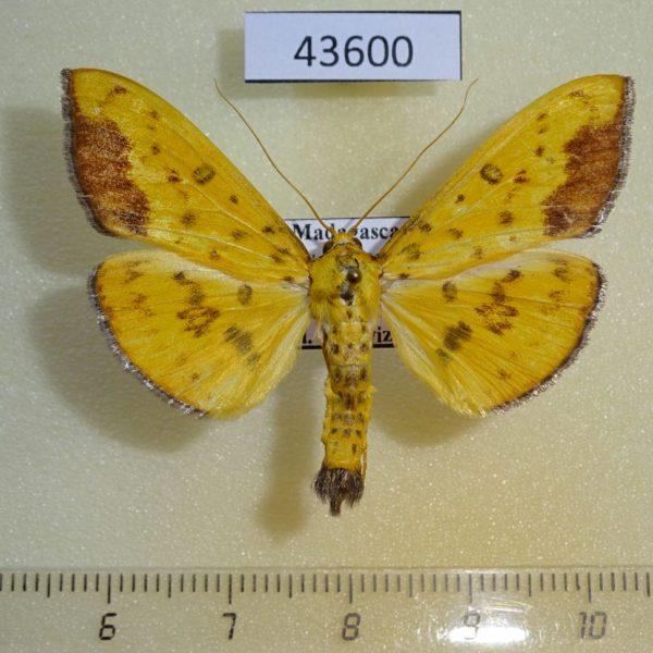 Crambidae Botyodes andrinalis Madagascar - Fareastinsects