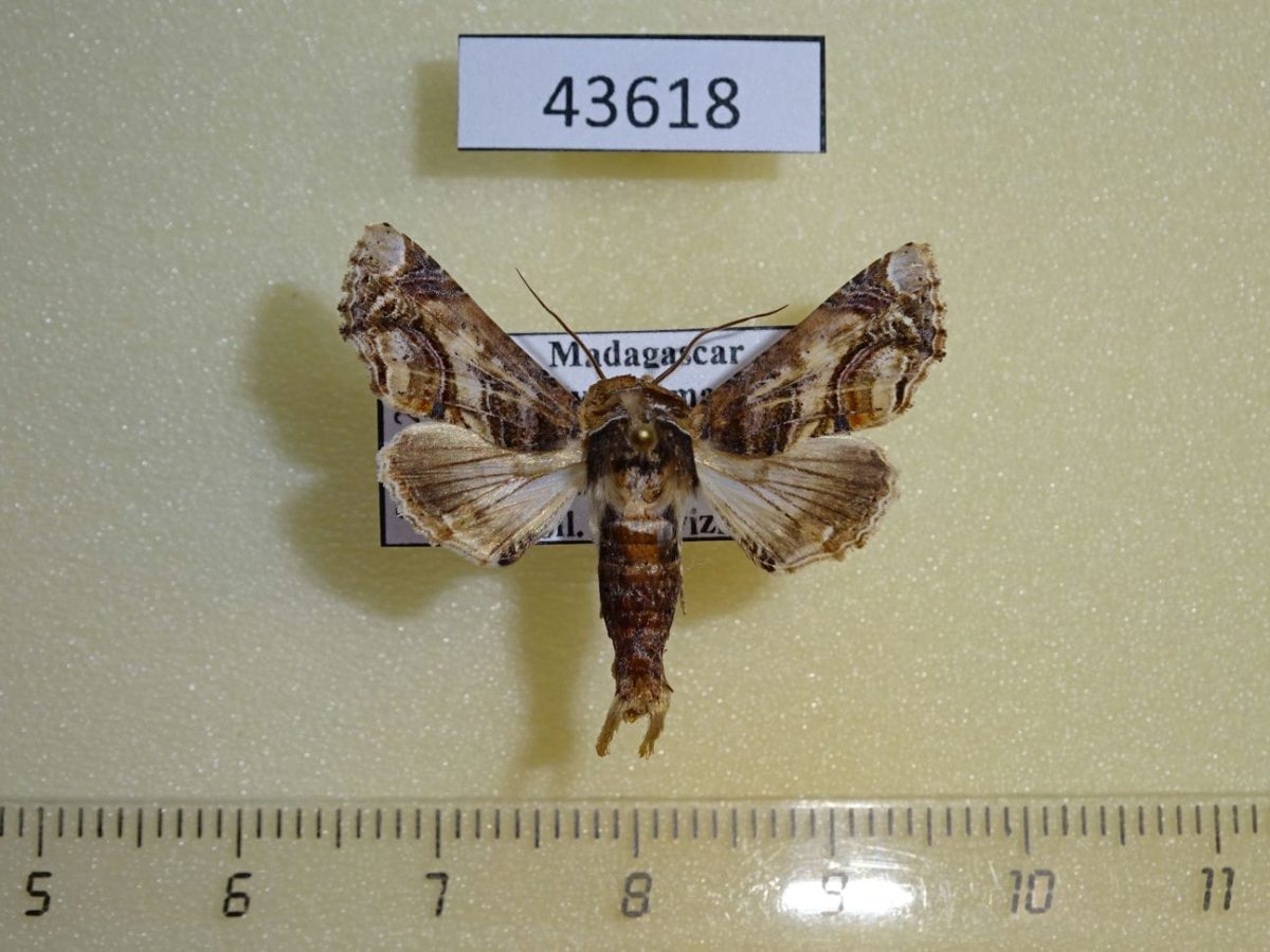 Euteliidae Eutelia gaedei Madagascar - Fareastinsects
