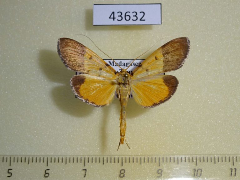 Crambidae Filodes malgassalis Madagascar - Fareastinsects