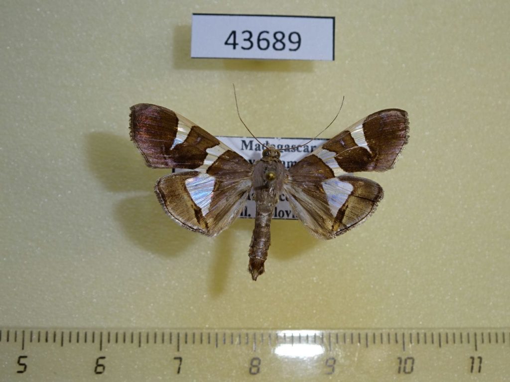 Crambidae Glyphodes bitriangulalis Madagascar - Fareastinsects