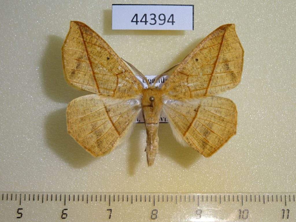 Geometridae Psilocerea immitata Uganda - Fareastinsects