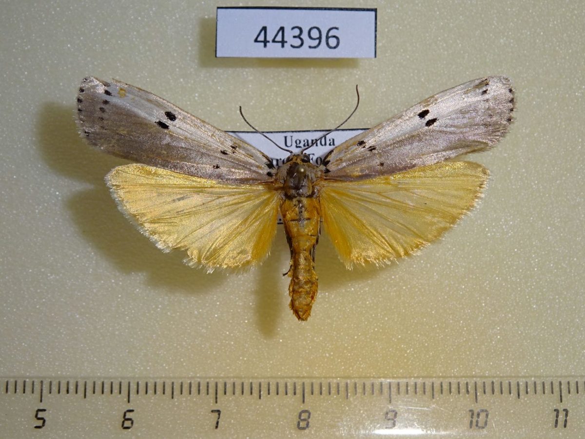 Moth sp. Uganda - Fareastinsects