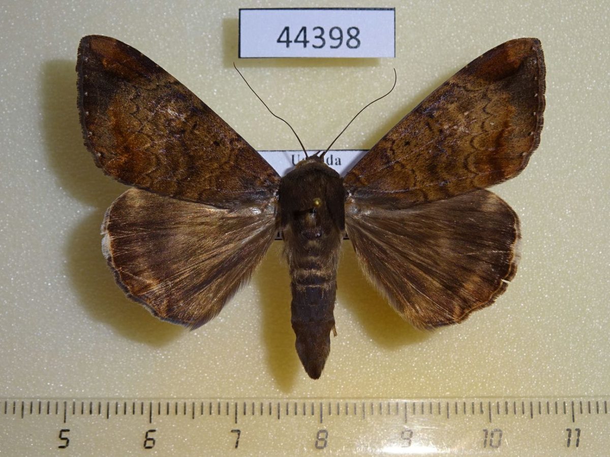 Noctuidae Achaea thermopera Uganda - Fareastinsects
