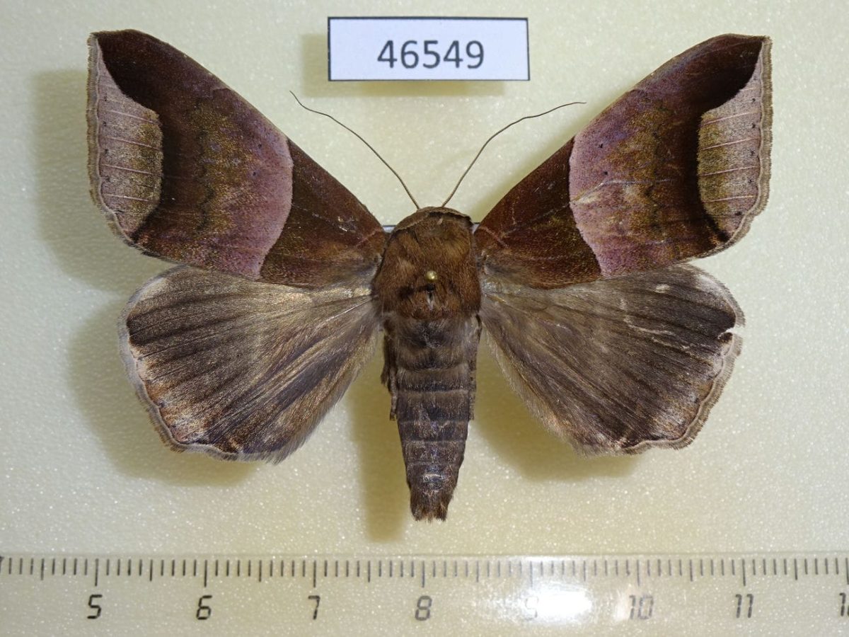 Noctuidae Achaea echo Uganda - Fareastinsects