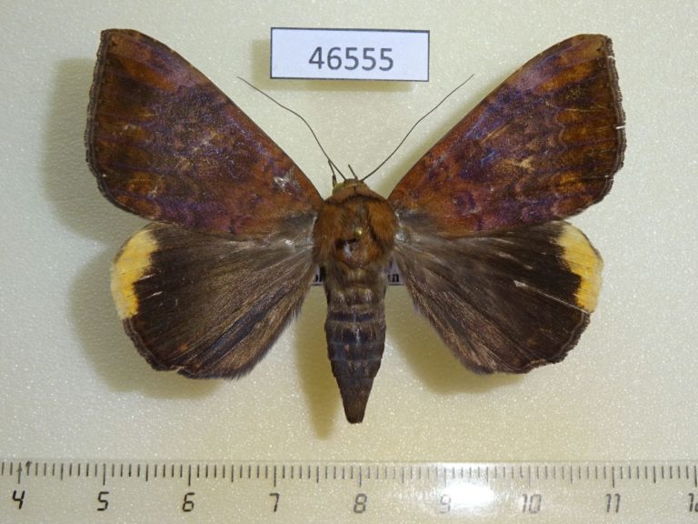 Noctuidae Achaea ezea Uganda - Fareastinsects