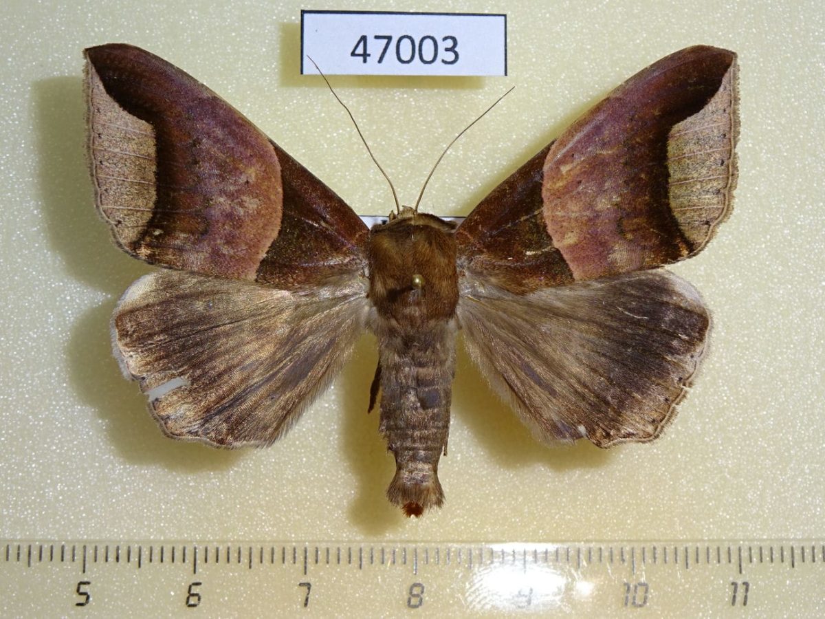 Noctuidae Achaea echo Uganda - Fareastinsects