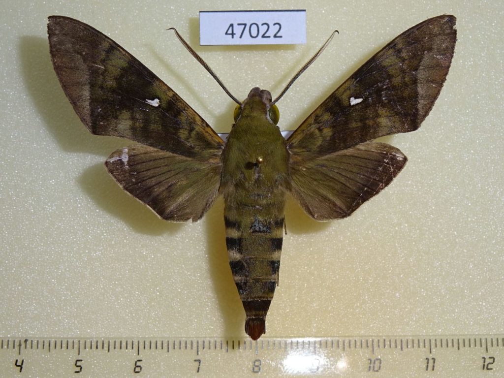 Sphingidae Nephele funebris Uganda - Fareastinsects