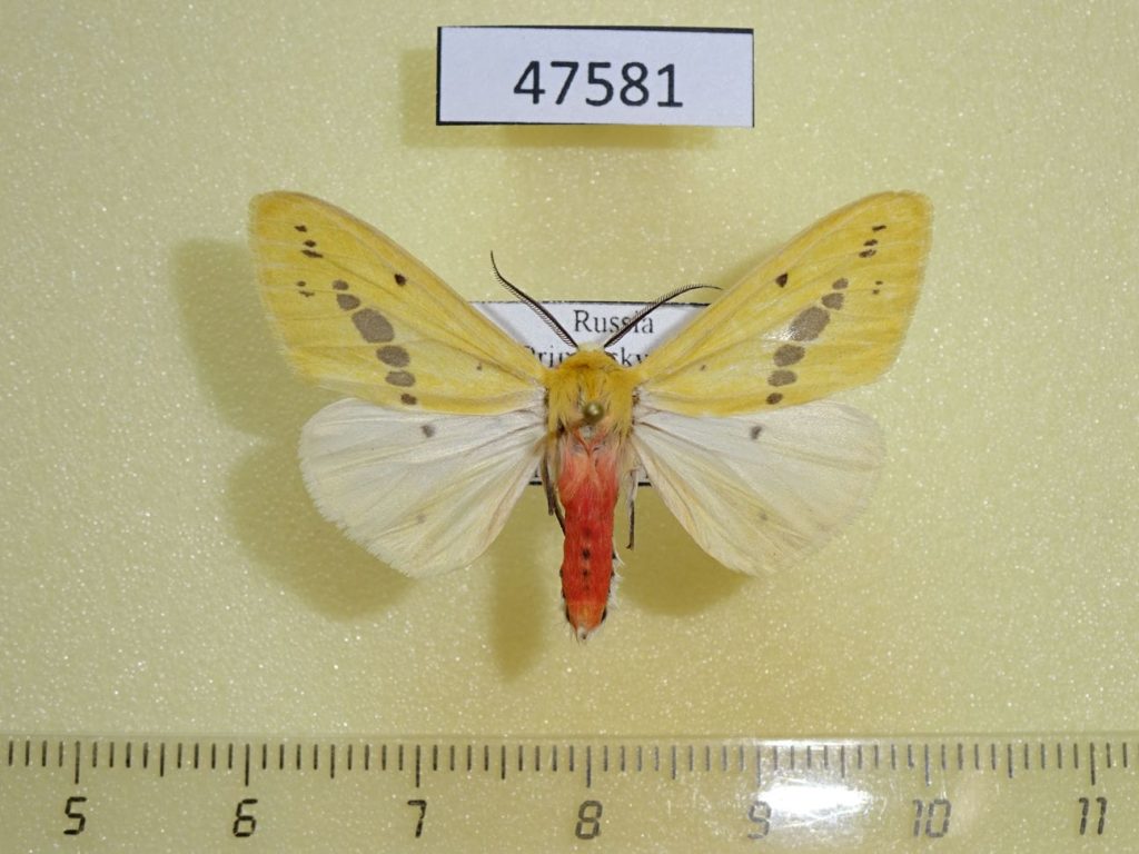 Arctiidae Lemyra jankowskii Primorye - Fareastinsects