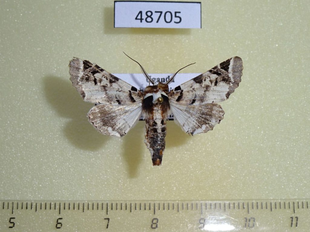 Euteliidae Eutelia leucographa Uganda - Fareastinsects
