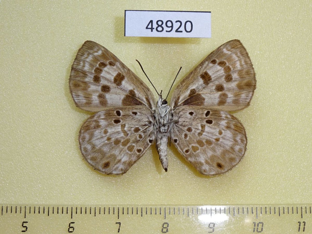 Lycaenidae Niphanda fusca f Primorye - Fareastinsects