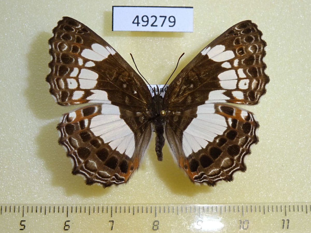 Nymphalidae Neptidopsis ophione Uganda - Fareastinsects