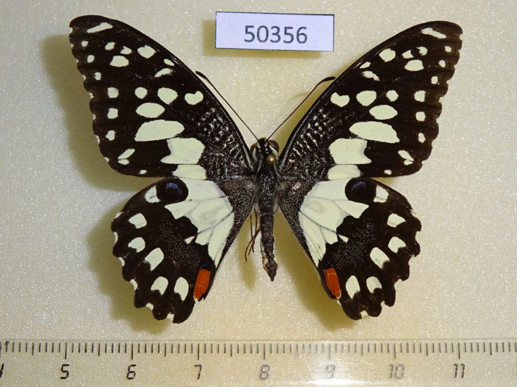 Papilionidae Papilio demoleus Thailand - Fareastinsects