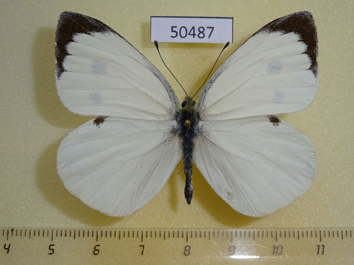 Pieridae Pieris brassicae Primorye - Fareastinsects