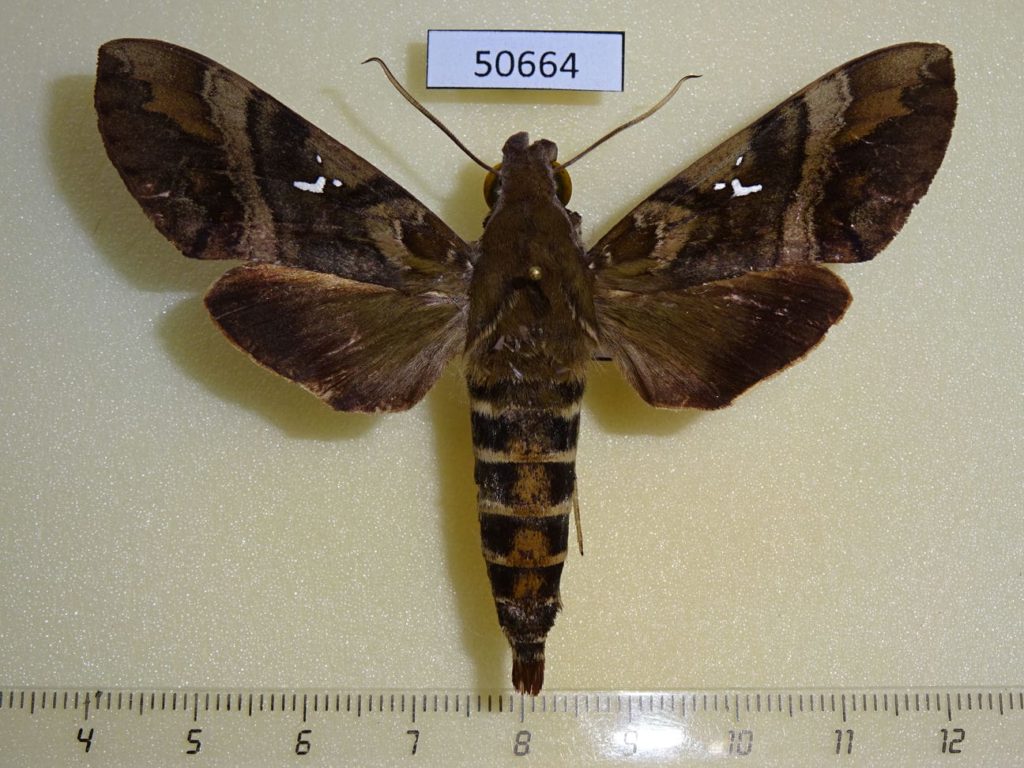 Sphingidae Nephele densoi Madagascar - Fareastinsects