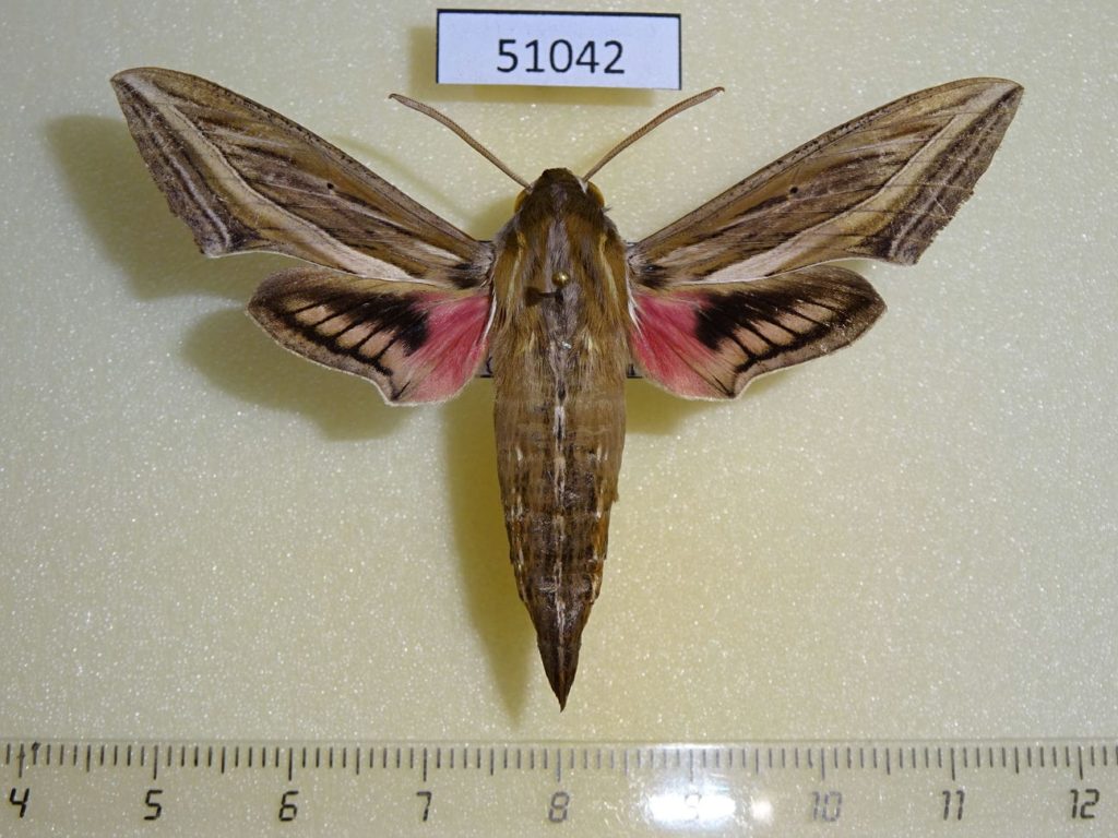 Sphingidae Hippotion celerio Uganda - Fareastinsects
