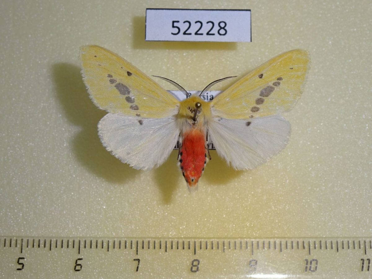 Arctiidae Lemyra jankowskii Primorye - Fareastinsects