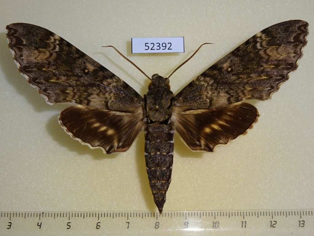 Sphingidae Meganoton nyctiphanes Thailand - Fareastinsects