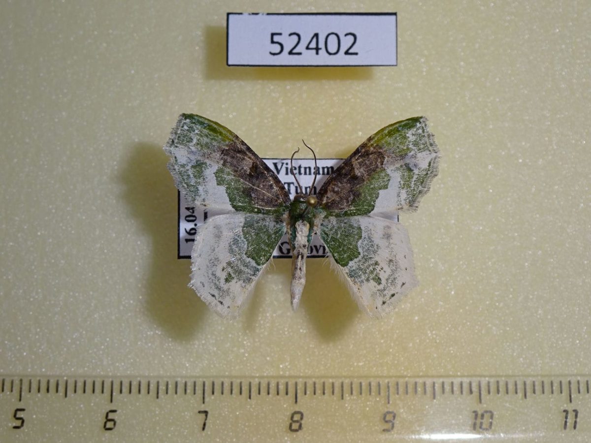 Geometridae Eucyclodes semialba Vietnam - Fareastinsects