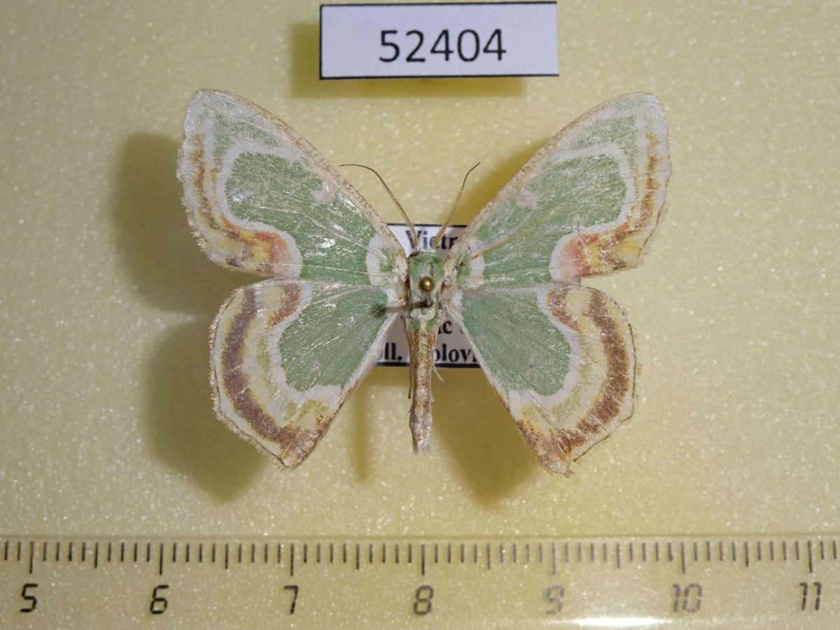 Geometridae Eucyclodes sanguilineata Vietnam - Fareastinsects