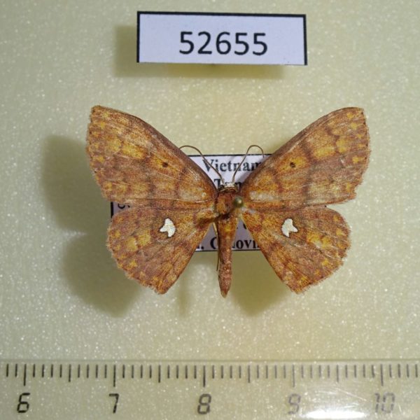 Geometridae Eucyclodes sanguilineata Vietnam - Fareastinsects