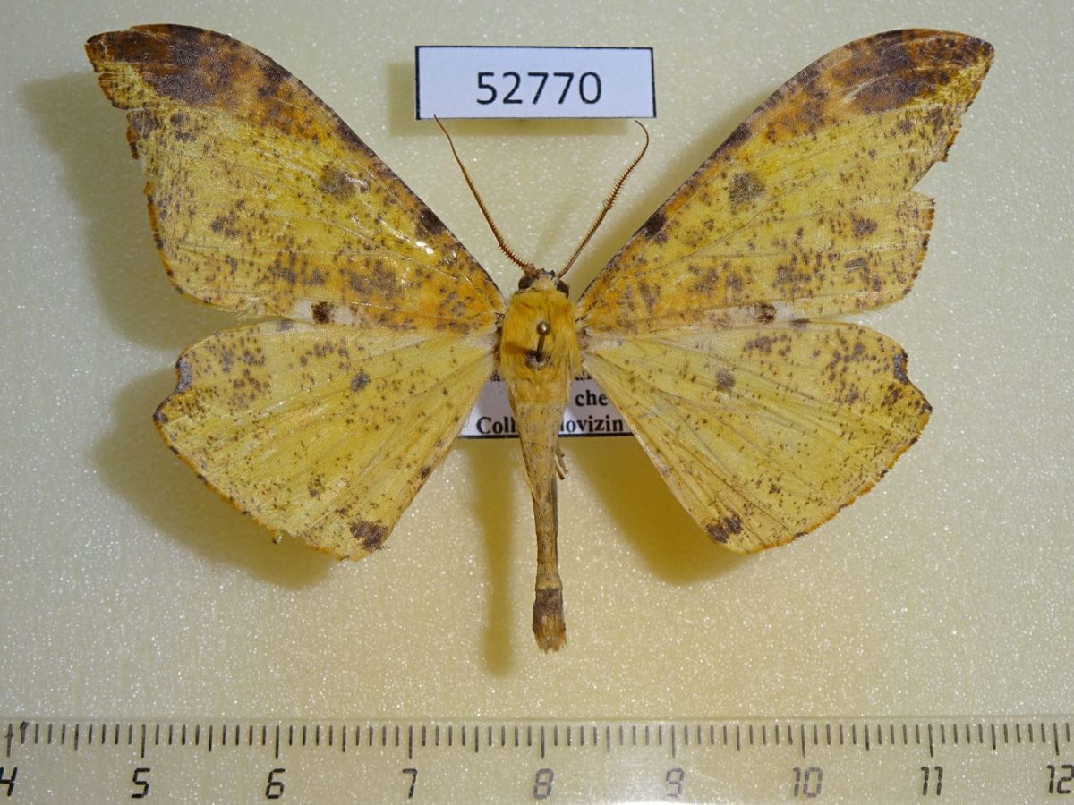 Geometridae Dalima apicata Vietnam - Fareastinsects