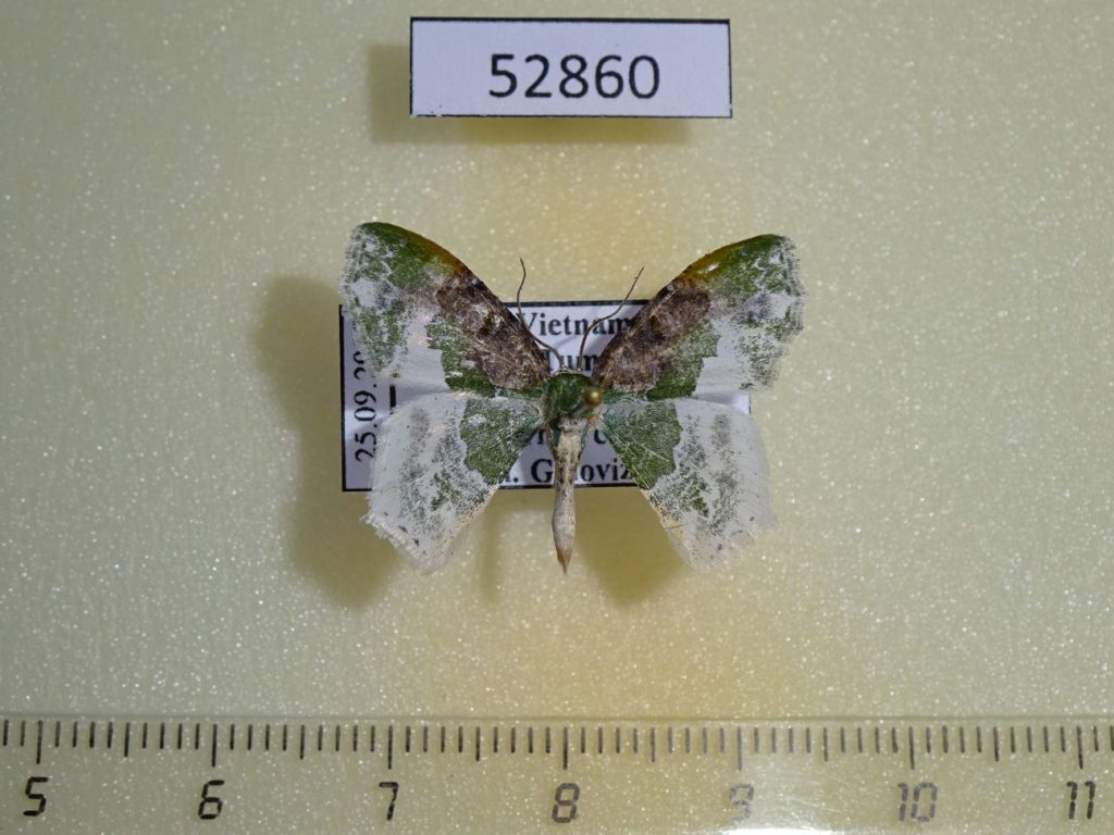 Geometridae Eucyclodes semialba Vietnam - Fareastinsects