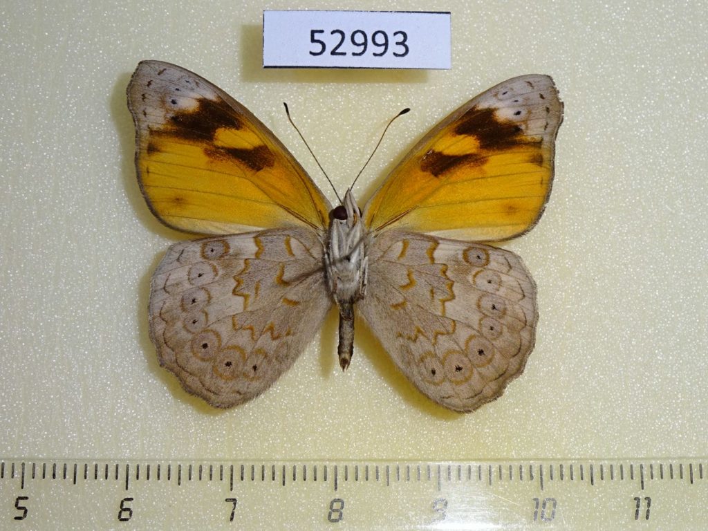 Nymphalidae Sevenia consors Uganda - Fareastinsects