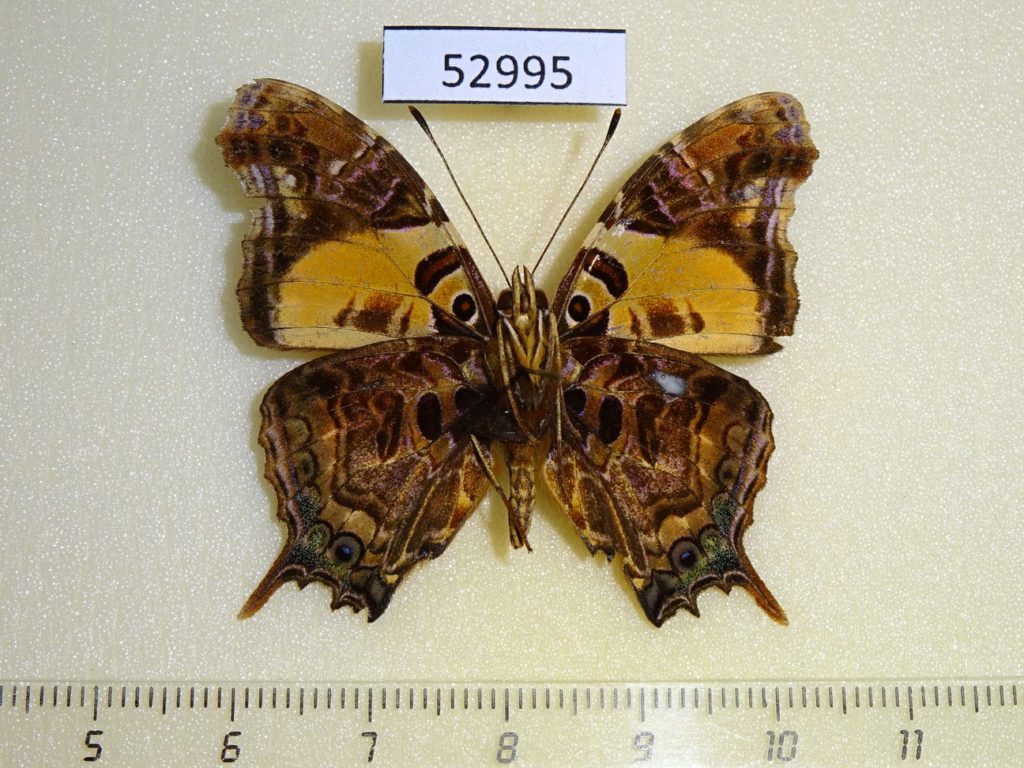 Nymphalidae Antanartia delius Uganda - Fareastinsects