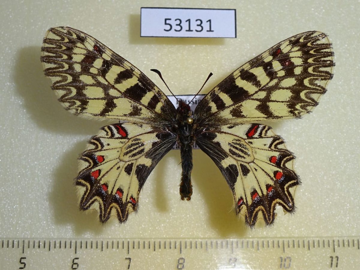 Papilionidae Zerynthia polyxena Chuvashia rep. - Fareastinsects