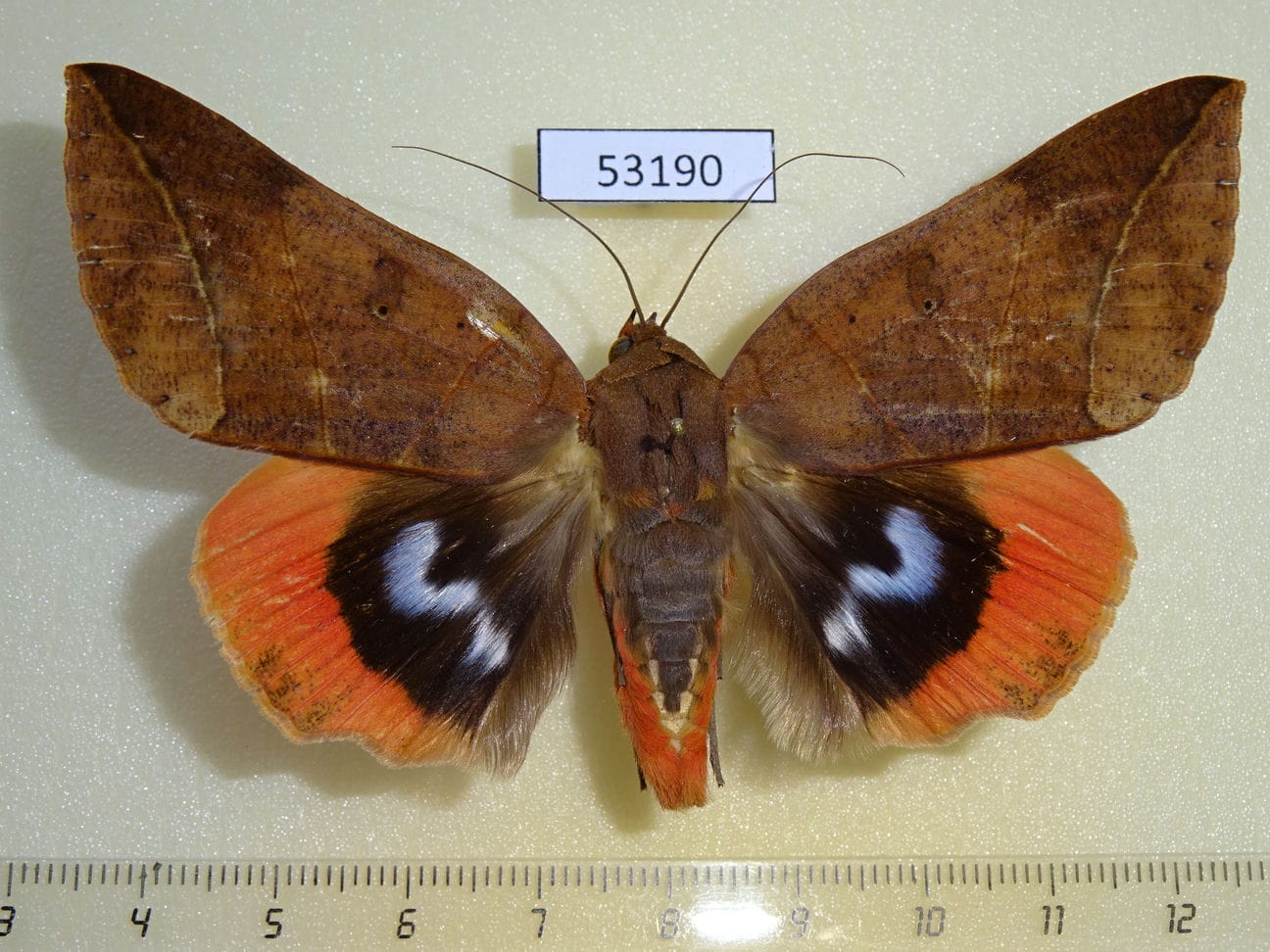Noctuidae Thyas juno Primorye - Fareastinsects