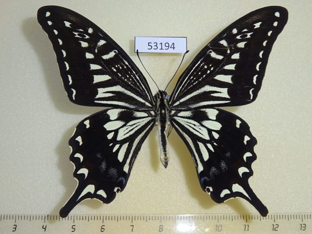 Papilionidae Papilio xuthus summer form Primorye - Fareastinsects