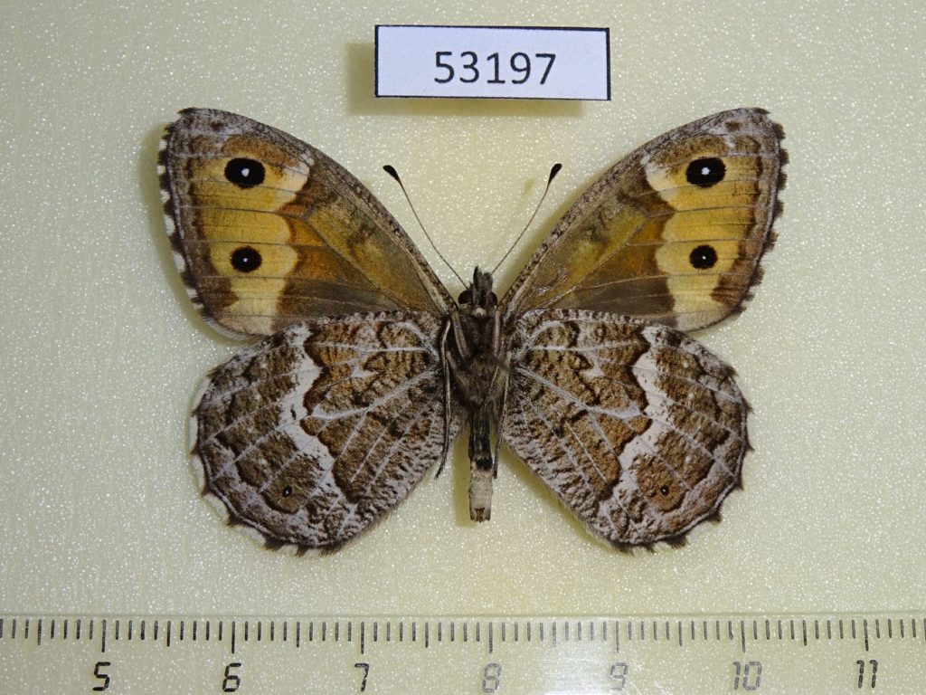 Satyridae Hipparchia autonoe Tyva rep. - Fareastinsects
