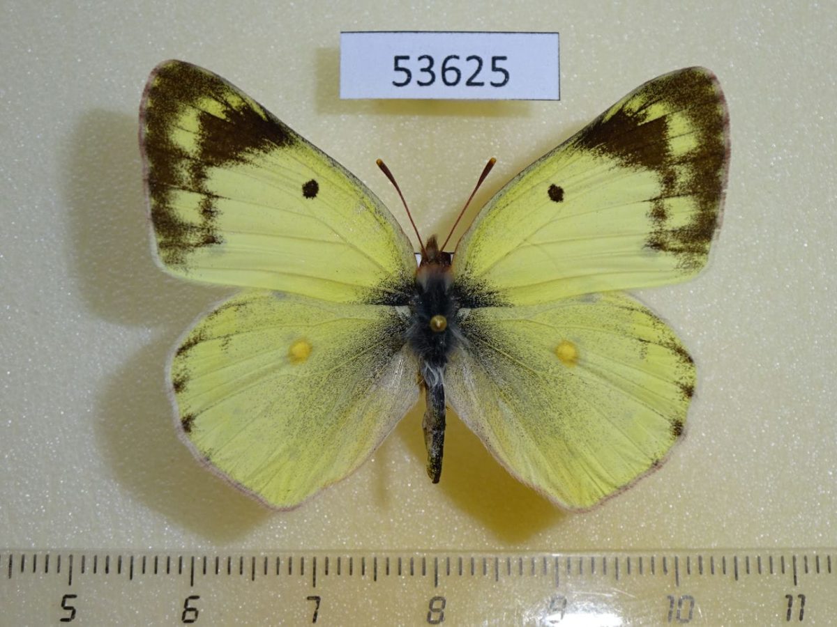 Pieridae Colias poliographus Primorye - Fareastinsects