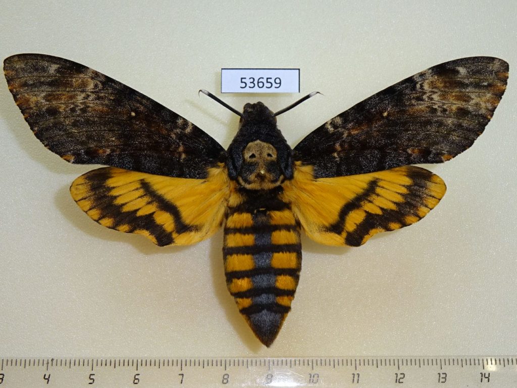 Sphingidae Acherontia atropos Uganda - Fareastinsects
