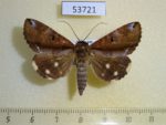 Noctuidae Ercheia cyllaria Vietnam - Fareastinsects