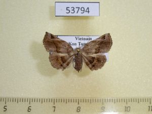 Noctuidae Pangrapta parsimonalis f Vietnam - Fareastinsects
