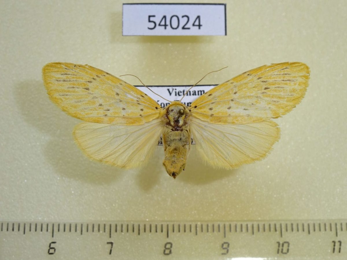 Arctiidae Barsine orientalis f (yellow form) Vietnam - Fareastinsects