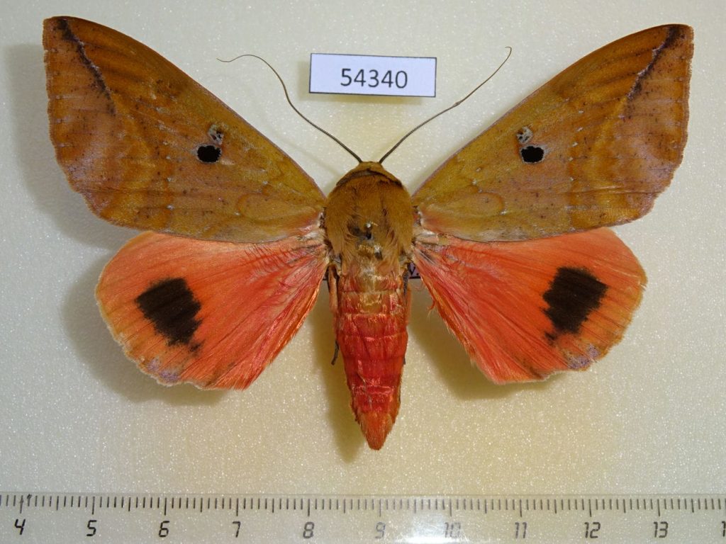 Noctuidae Thyas honesta Vietnam - Fareastinsects